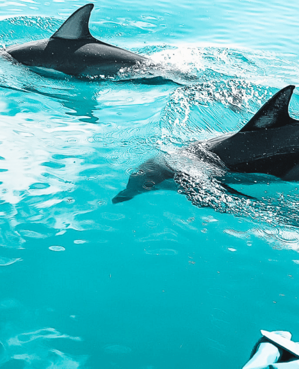 Dolphin Discovery - SPARK POP
