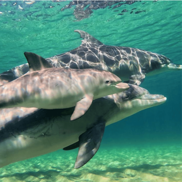 Swim with the Dolphins - SPARK POP