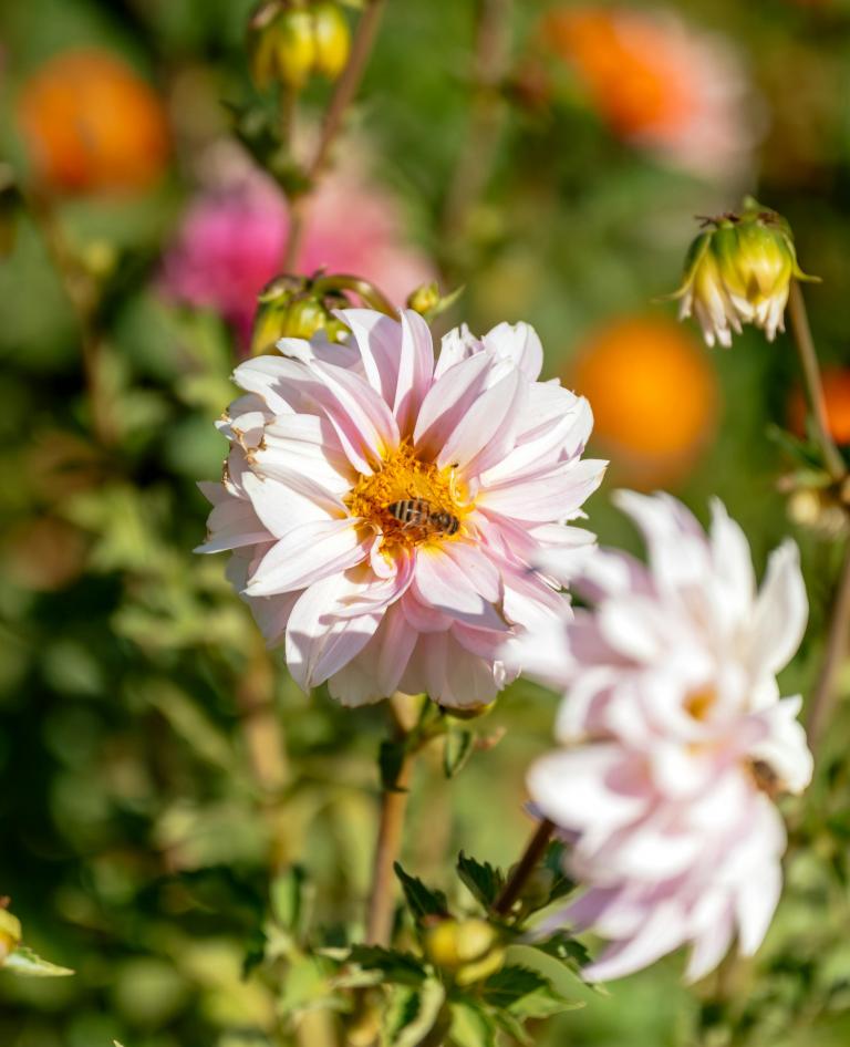 Fairytale Farm Fair 2026 - SPARK POP